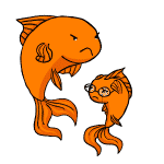 Aggressive Goldfish: What to do when goldfish fight