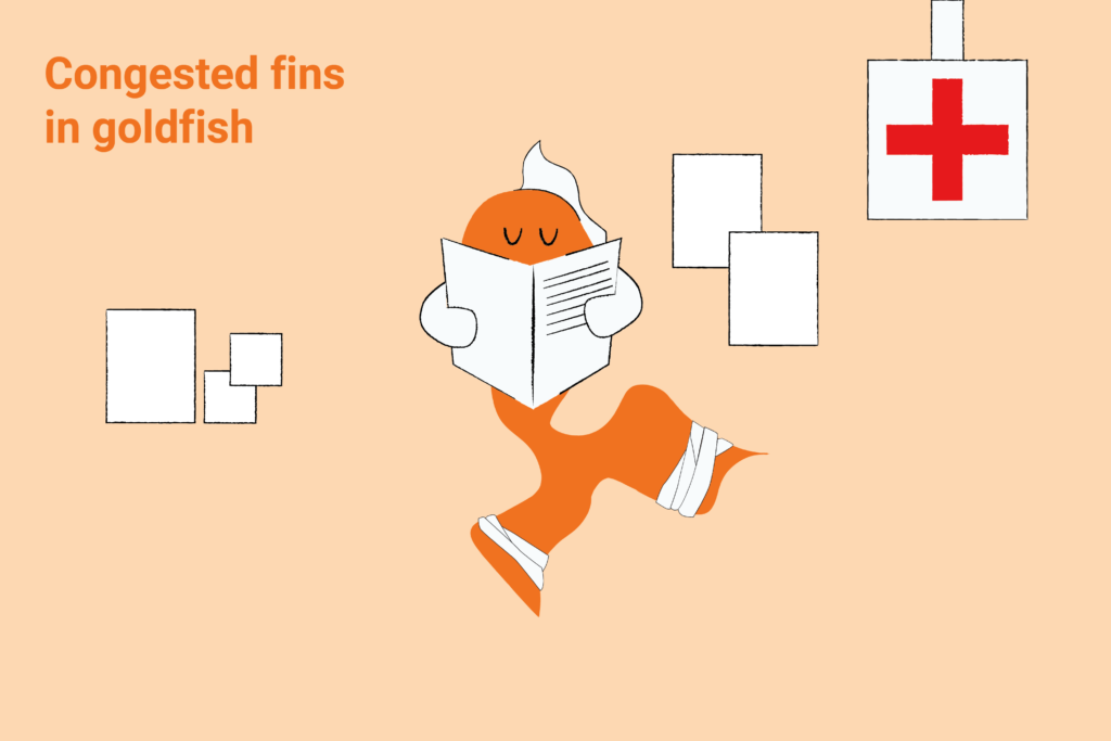 Goldfish fins splitting and tearing: How to treat congested fins