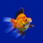 How often to feed goldfish: Get a healthy schedule now! | The Goldfish Tank