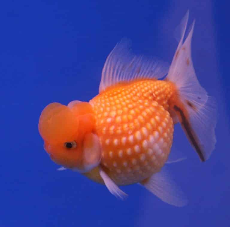 Fancy goldfish types: 20 varieties of fancy goldfish | The Goldfish Tank