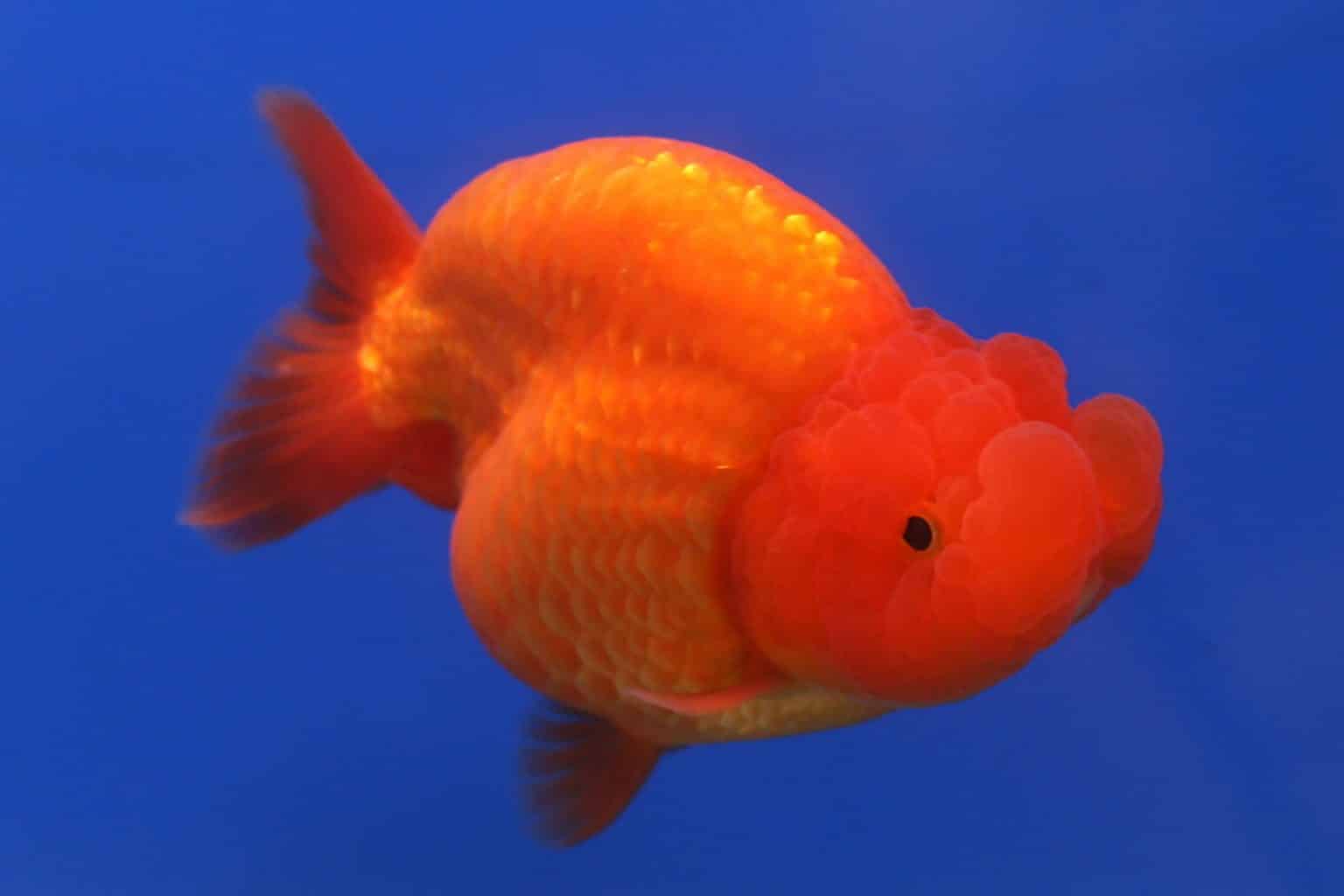 Fancy goldfish types: 20 varieties of fancy goldfish | The Goldfish Tank