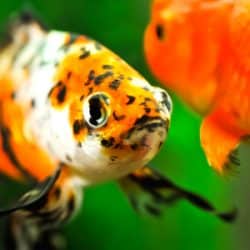 Shubunkin Goldfish: Intro & Care Guide | The Goldfish Tank