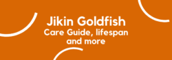 Jikin Goldfish Rare Care Guide Lifespan and Origins
