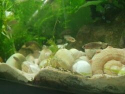 What Is Infusoria? Your Guide to Aquarium Micro Life