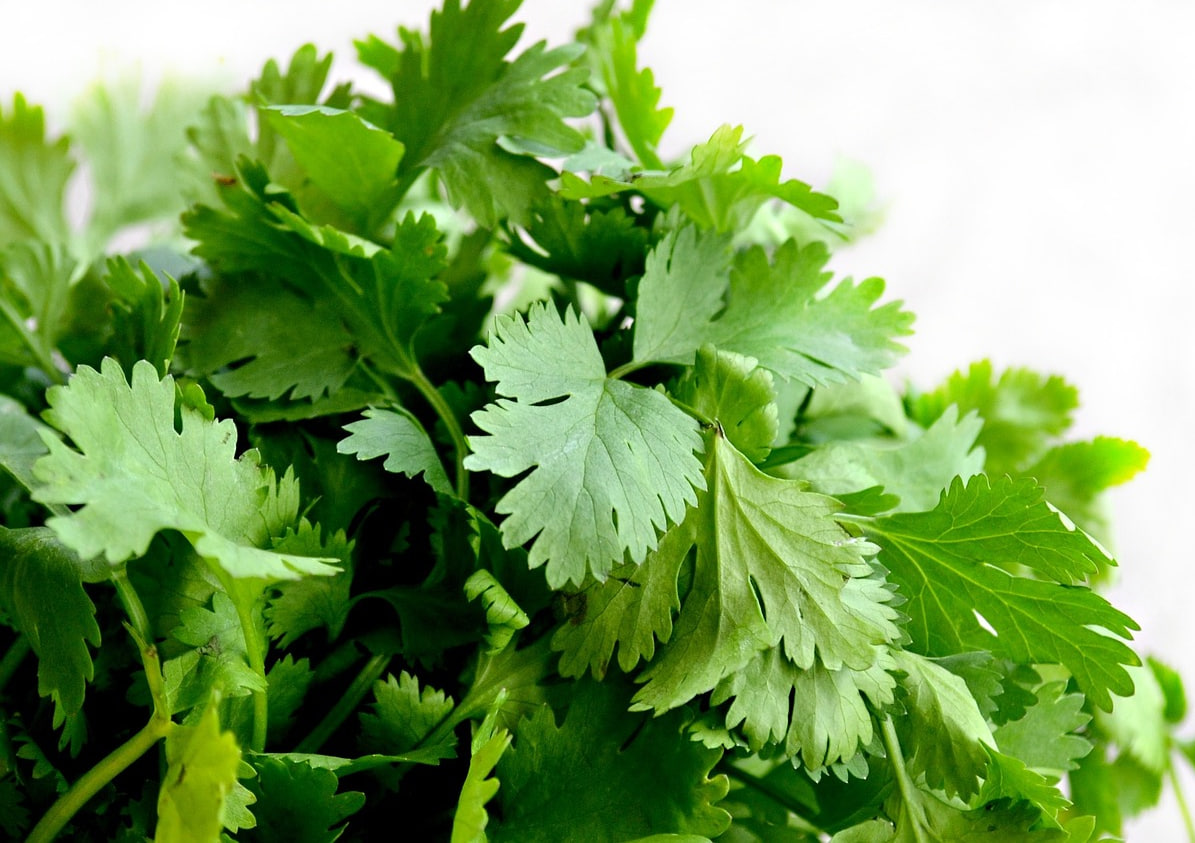 Can Goldfish Eat Cilantro? Safe Herb Feeding Guide for Fish