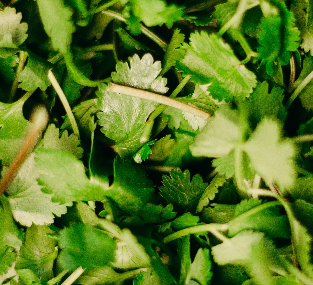 Can Goldfish Eat Cilantro? Safe Herb Feeding Guide for Fish