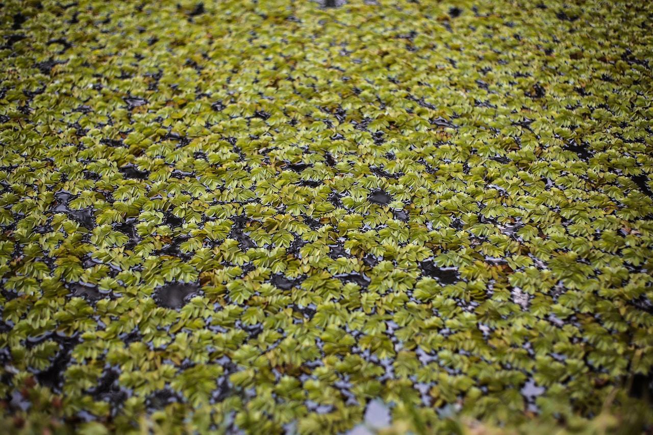 Can Goldfish Eat Duckweed | The Goldfish Tank