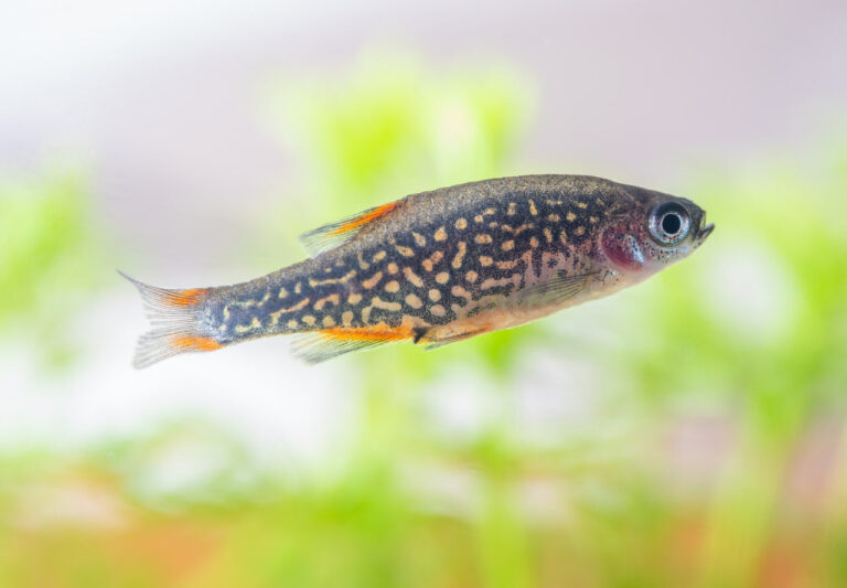 Can Goldfish Eat Danios? What Every Aquarist Should Know
