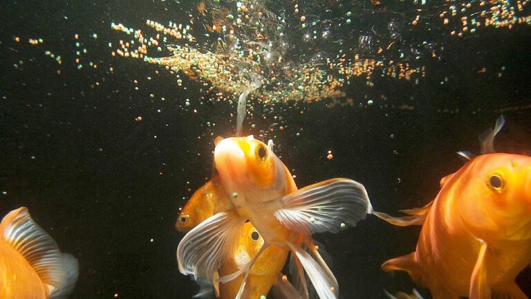 What do goldfish eat? 6 things to feed your goldfish