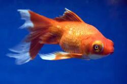 Butterfly Telescope Goldfish Care, Size & Lifespan Tips