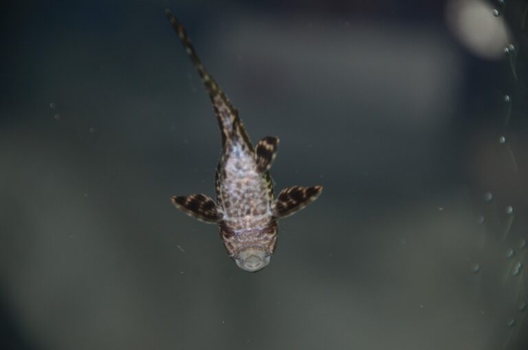 Sucker Fish for Aquarium | The Goldfish Tank