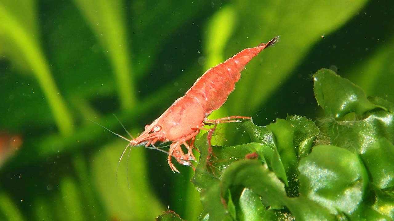 Types Of Aquarium Shrimp | The Goldfish Tank