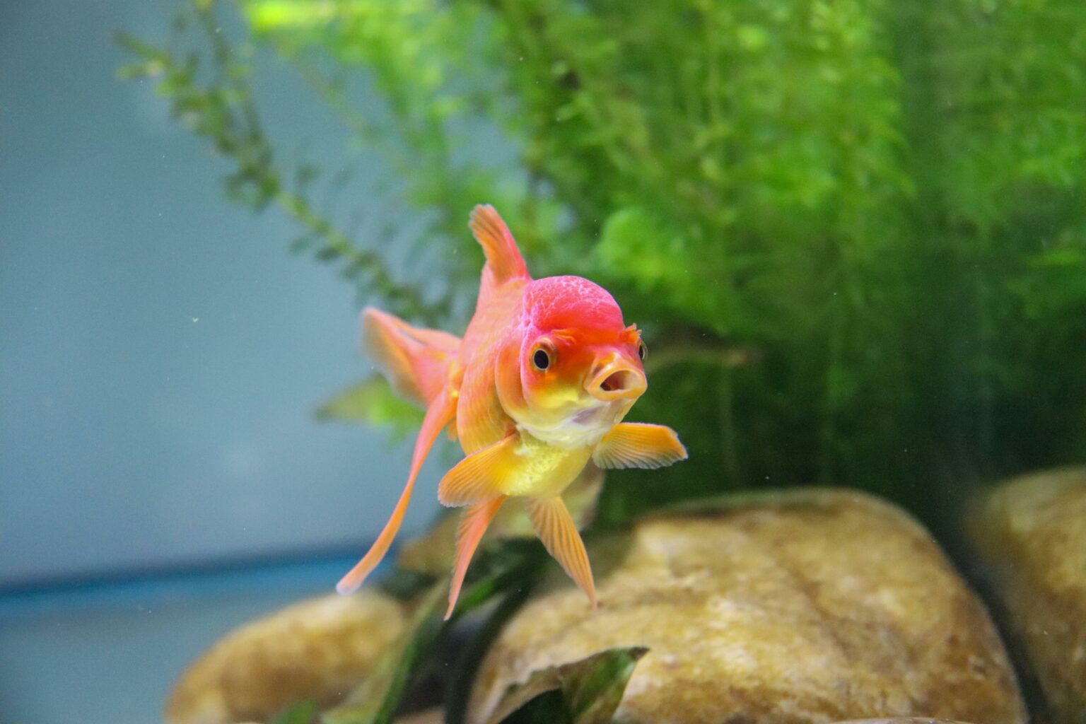 The Goldfish Tank | All You Need to Know About Goldfish