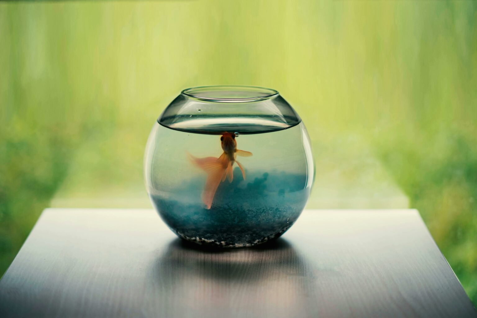 Goldfish Behavior | The Goldfish Tank