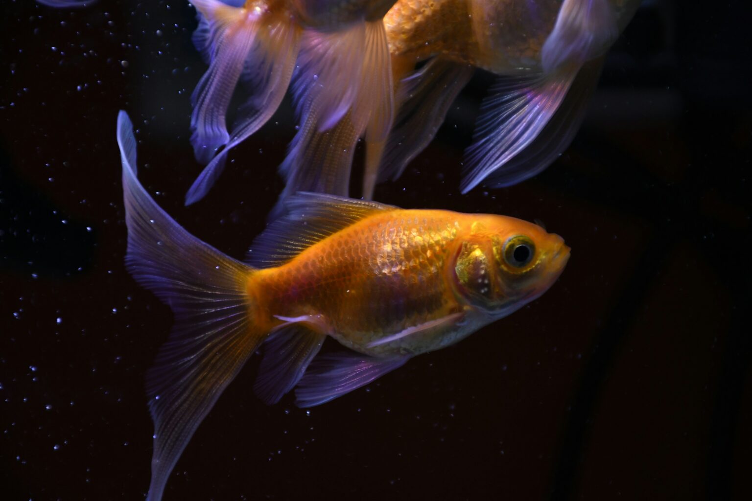The Goldfish Tank | All You Need to Know About Goldfish