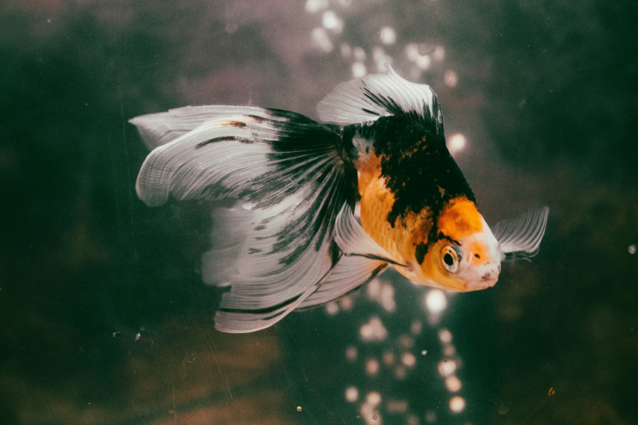 How Do Goldfish Breathe | The Goldfish Tank