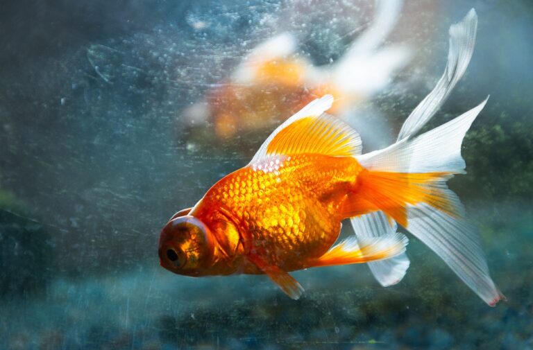 Overfeeding Goldfish | The Goldfish Tank