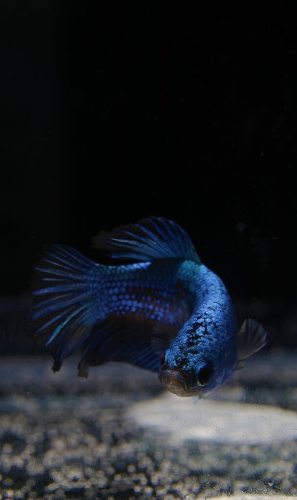 Betta Fish Flaring | The Goldfish Tank