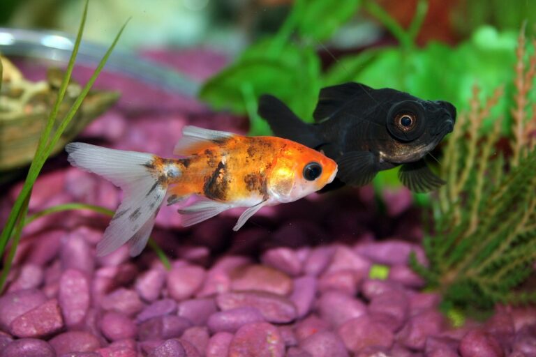 Overfeeding Goldfish | The Goldfish Tank
