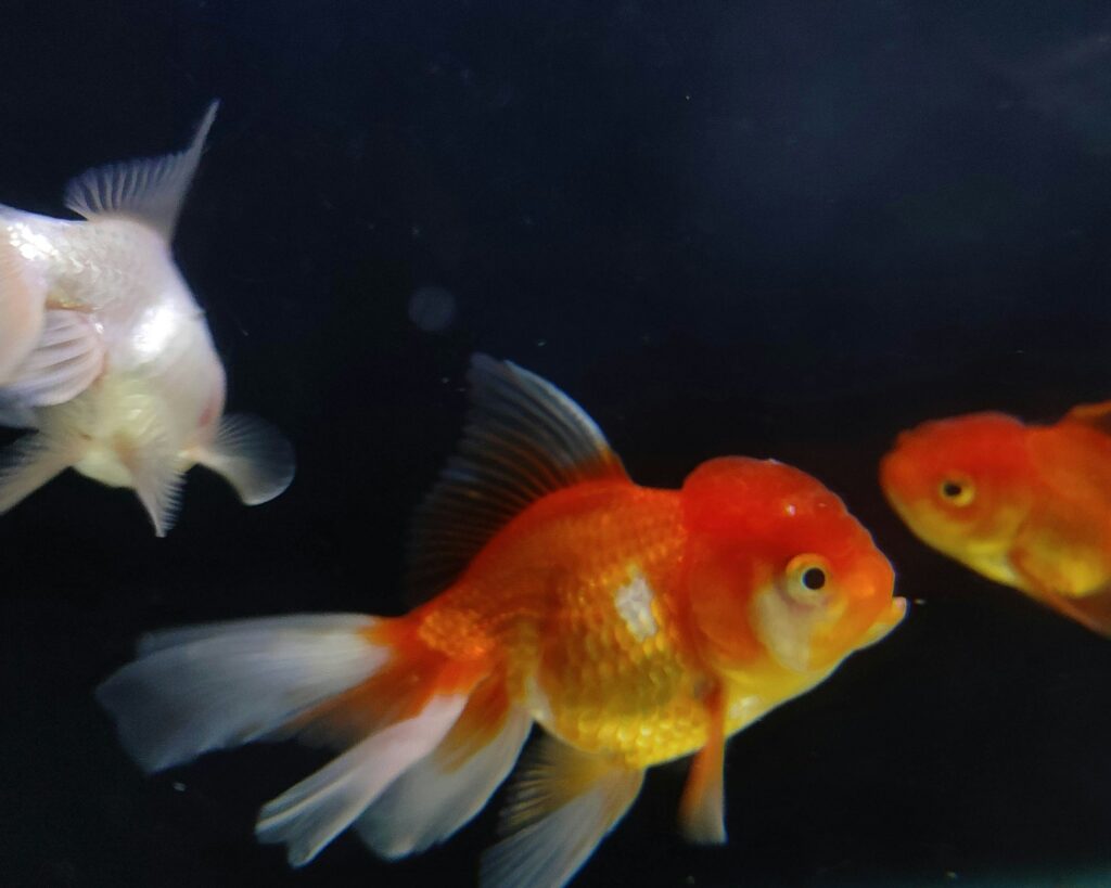 The Goldfish Tank | All You Need to Know About Goldfish