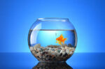 Why Is Your Goldfish Eating Rocks? What You Must Know Now