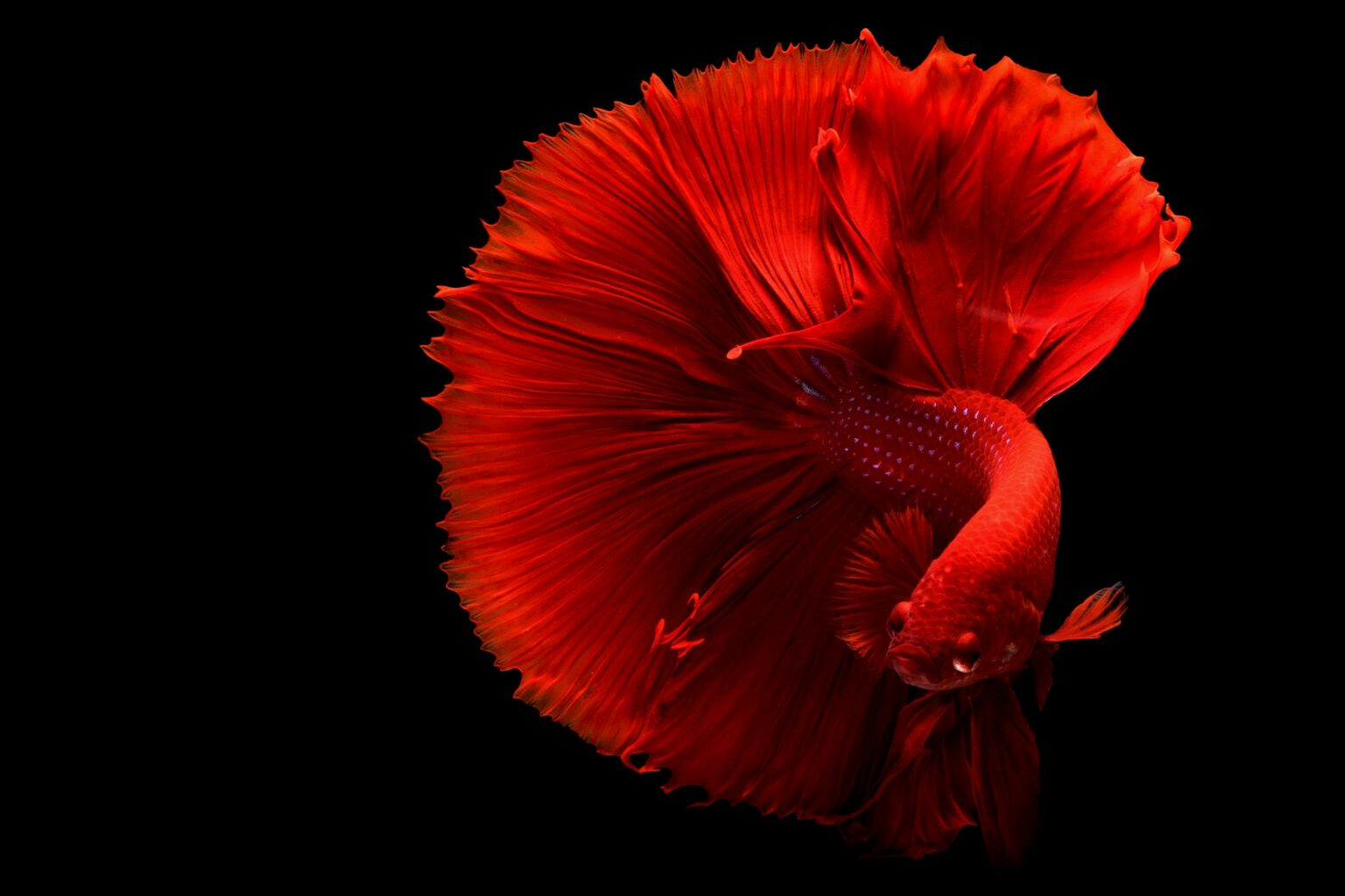 Betta Fish Price | The Goldfish Tank