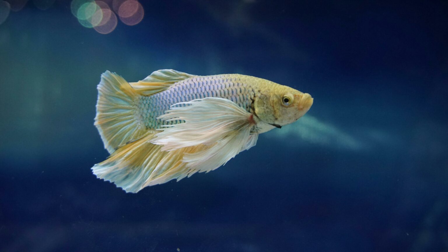 Betta Fish Constipation | The Goldfish Tank