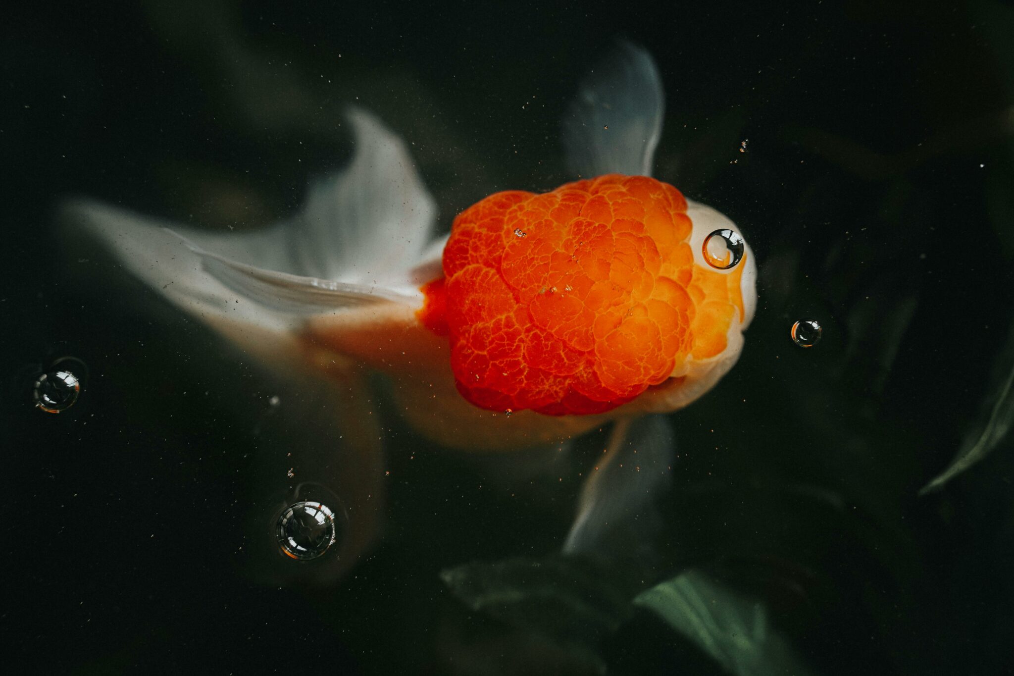 Big Goldfish In Pond | The Goldfish Tank