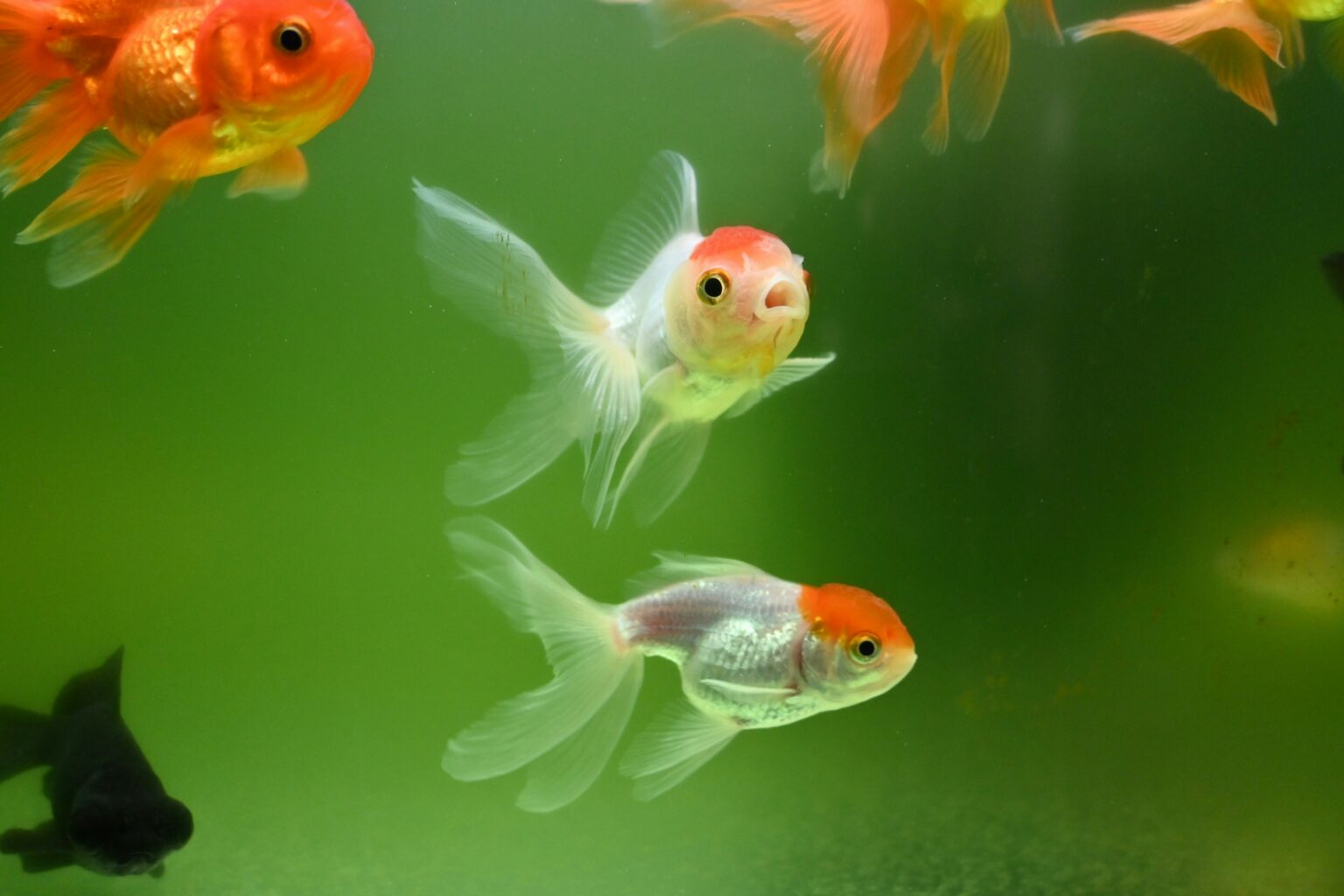 The Goldfish Tank | All You Need to Know About Goldfish