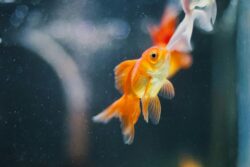 Long Tail Goldfish Care & Types – Avoid Common Mistakes