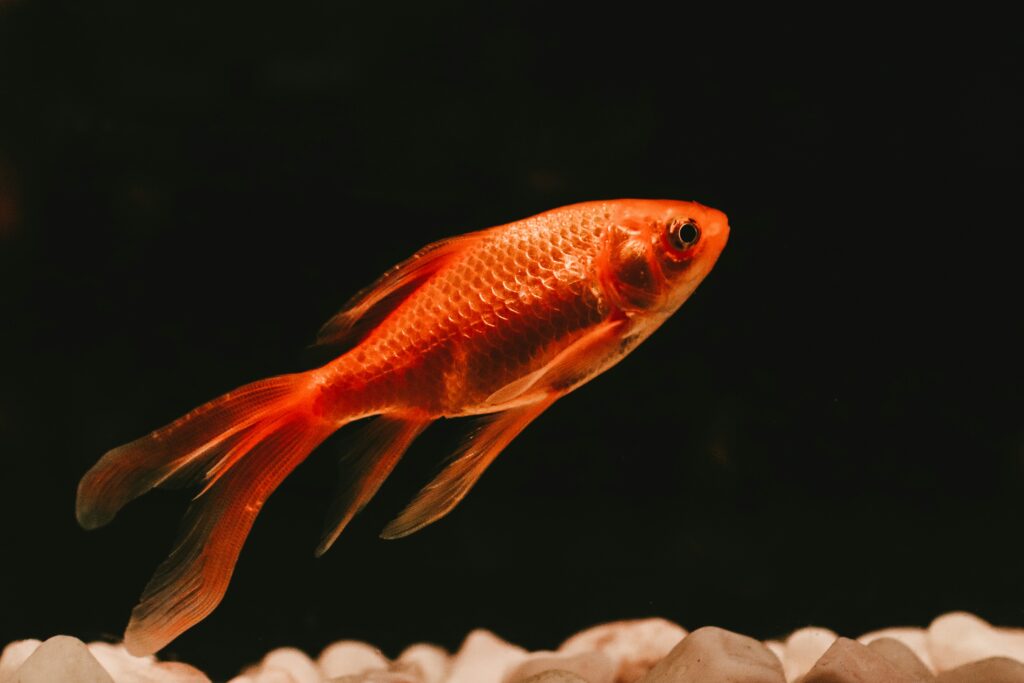Long Tail Goldfish | The Goldfish Tank