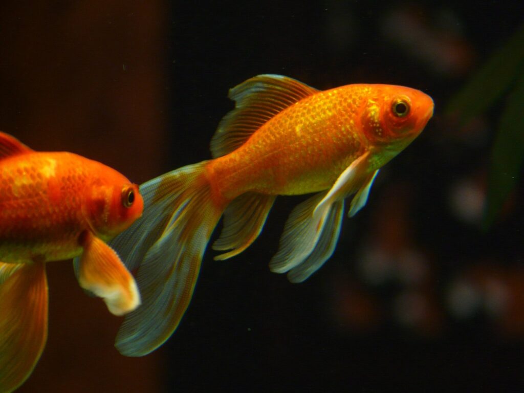12 Inch Goldfish | The Goldfish Tank