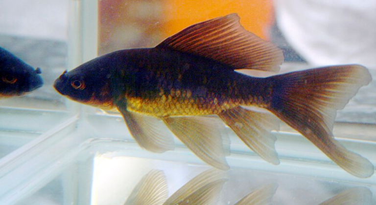 Black Comet Goldfish | The Goldfish Tank
