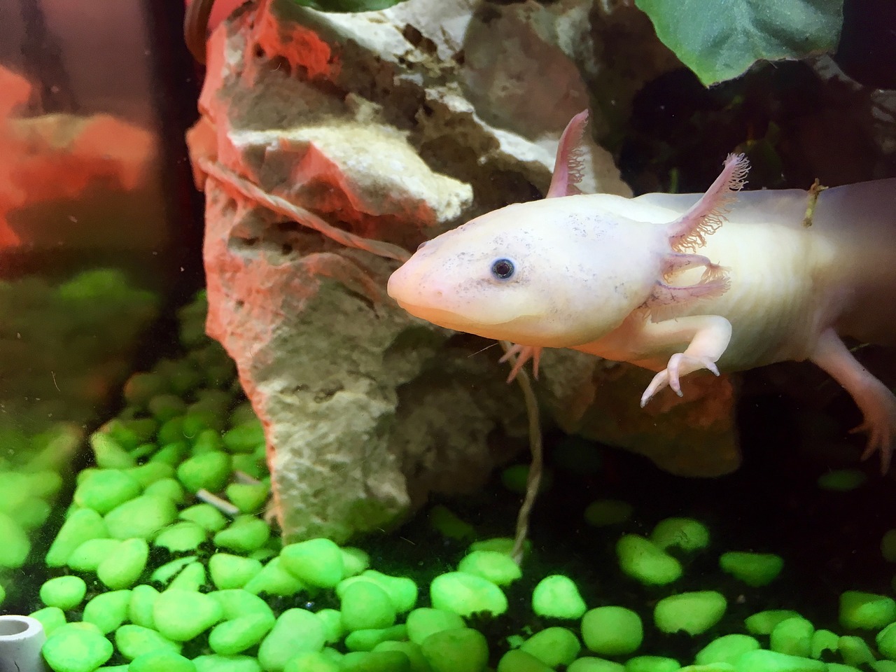 Cool Axolotl Tank Ideas to Keep Your Pet Happy & Safe