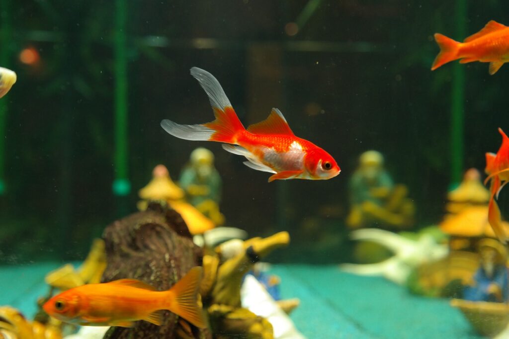 Red Comet Goldfish | The Goldfish Tank