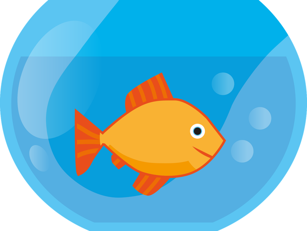 Plastic Goldfish Bowl | The Goldfish Tank