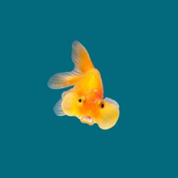 Goldfish With Big Cheeks | The Goldfish Tank