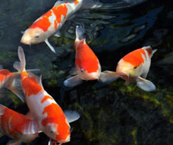 Koi Fish Sizes | The Goldfish Tank