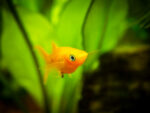 Molly Fish Temperature Guide: Keep Your Mollies Healthy