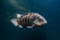 Cichlid Lifespan Guide with Care Tips for Long Living Fish