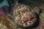 Fish With Big Teeth | The Goldfish Tank