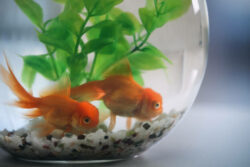 Goldfish Bowl Ideas | The Goldfish Tank