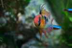 Ram Cichlid Care Guide with Types, Breeding & Health