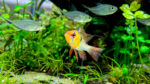 Ram Cichlid Care Guide with Types, Breeding & Health