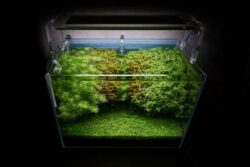 Axolotl Tanks | The Goldfish Tank