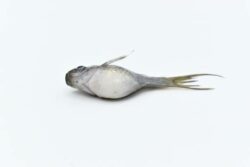 Pregnant Molly Fish | The Goldfish Tank