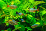 Guppy Molly Hybrid (Muppy or Golly)? What You Must Know