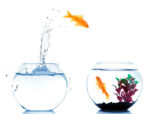 Goldfish Setup Bowl | The Goldfish Tank