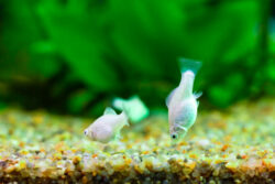 Types Of Molly Fish | The Goldfish Tank