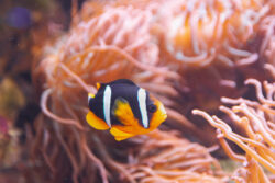 Clownfish Types | The Goldfish Tank
